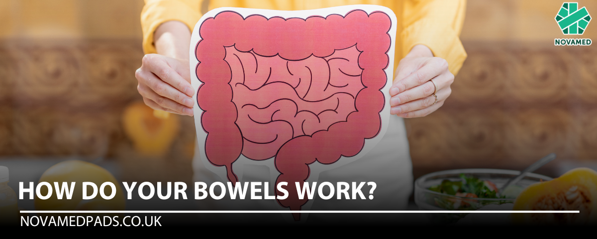 How Do Your Bowels Work? | Novamed Pads