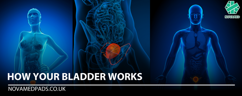 How your Bladder Works | Novamed Pads